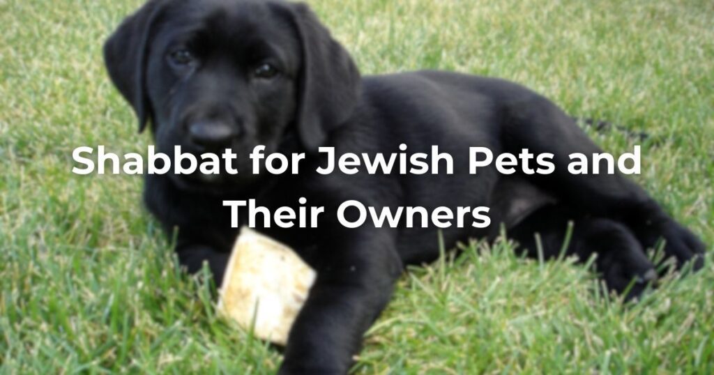 Shabbat for Jewish Pets and Their Owners - The Digital Home for ...